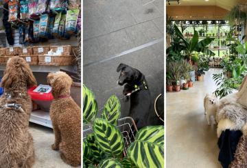 Dog-friendly shops in Cornwall