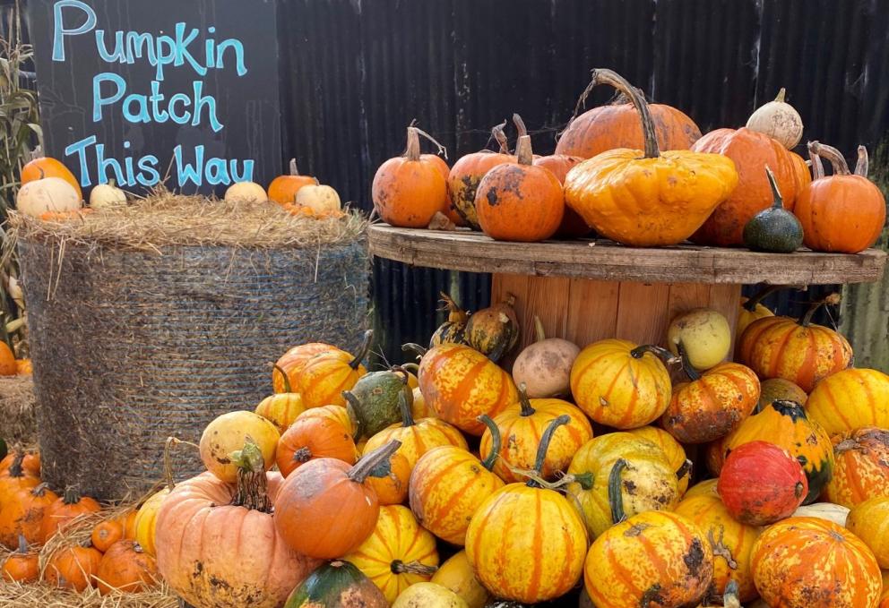 Family-friendly days out in Cornwall this autumn