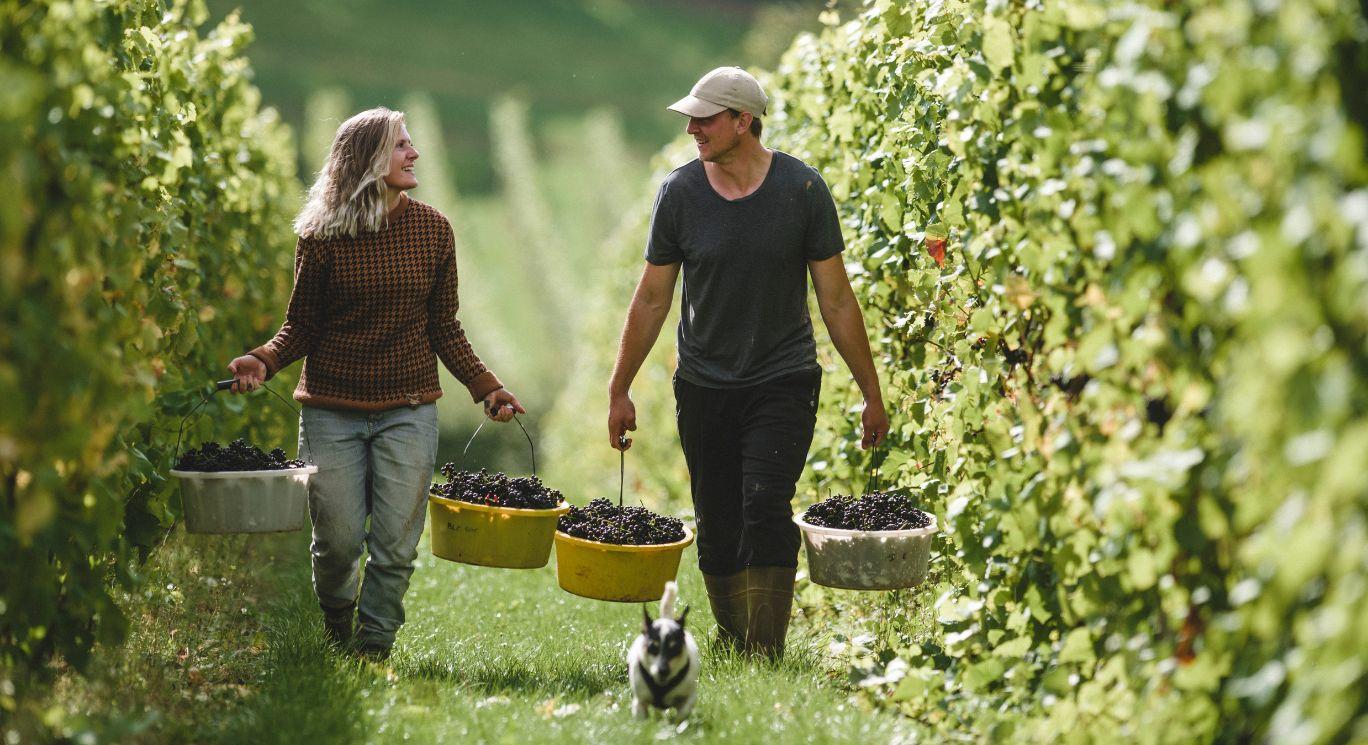 Devon's best vineyards and wineries